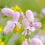 Spices, Seasonings & Herbs that Start with S - homenspice.com